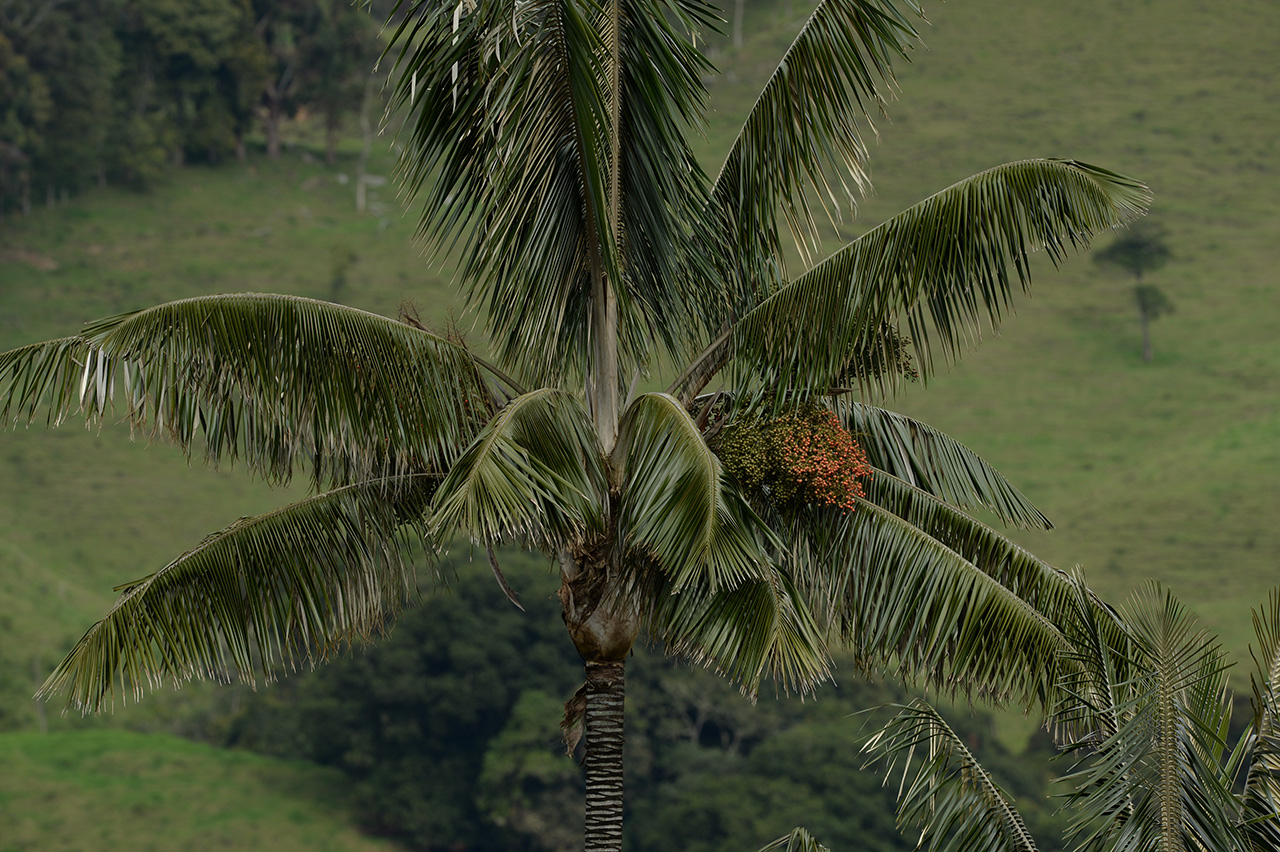 La amenazada palma de cera y su conservación en Roncesvalles > WCS Colombia